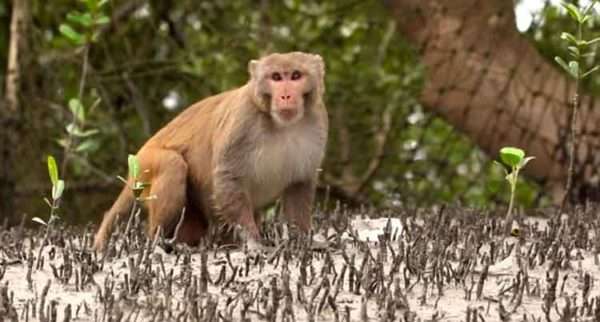 Travel to Sundarban Bangladesh Tour Experience - BlogsAuthor