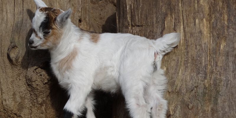 How long do Pygmy Goats live - BlogsAuthor