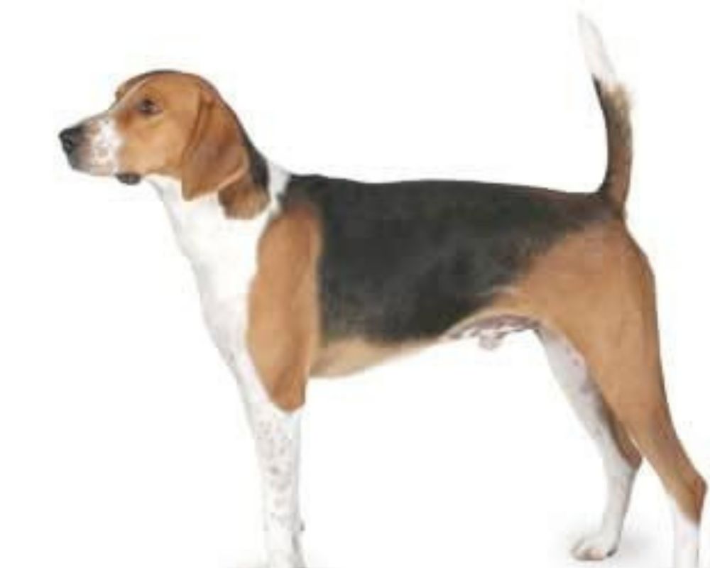 American Foxhound mix breed - BlogsAuthor