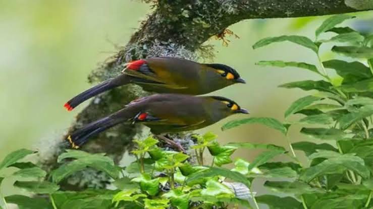 Best birdwatching spots for rare bird species - BlogsAuthor