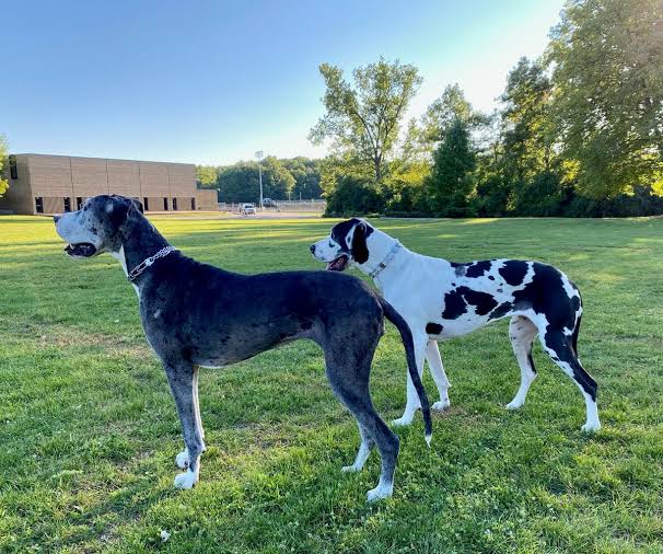 Great Danes: The Perfect Blend of Elegance and Strength in a Canine ...